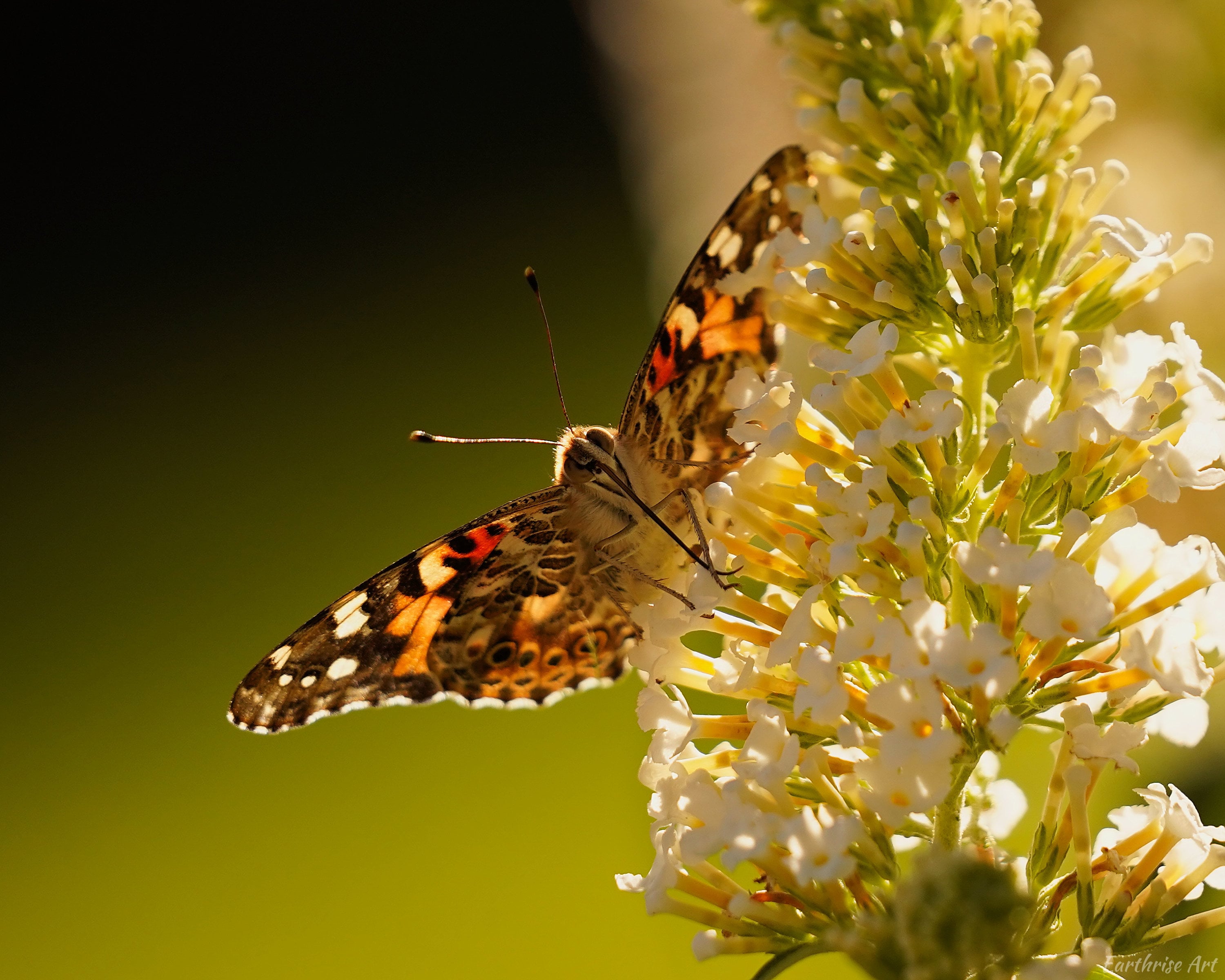 Backlit Fritillary Butterfly Photo Canvas Print - Nature Photography ...