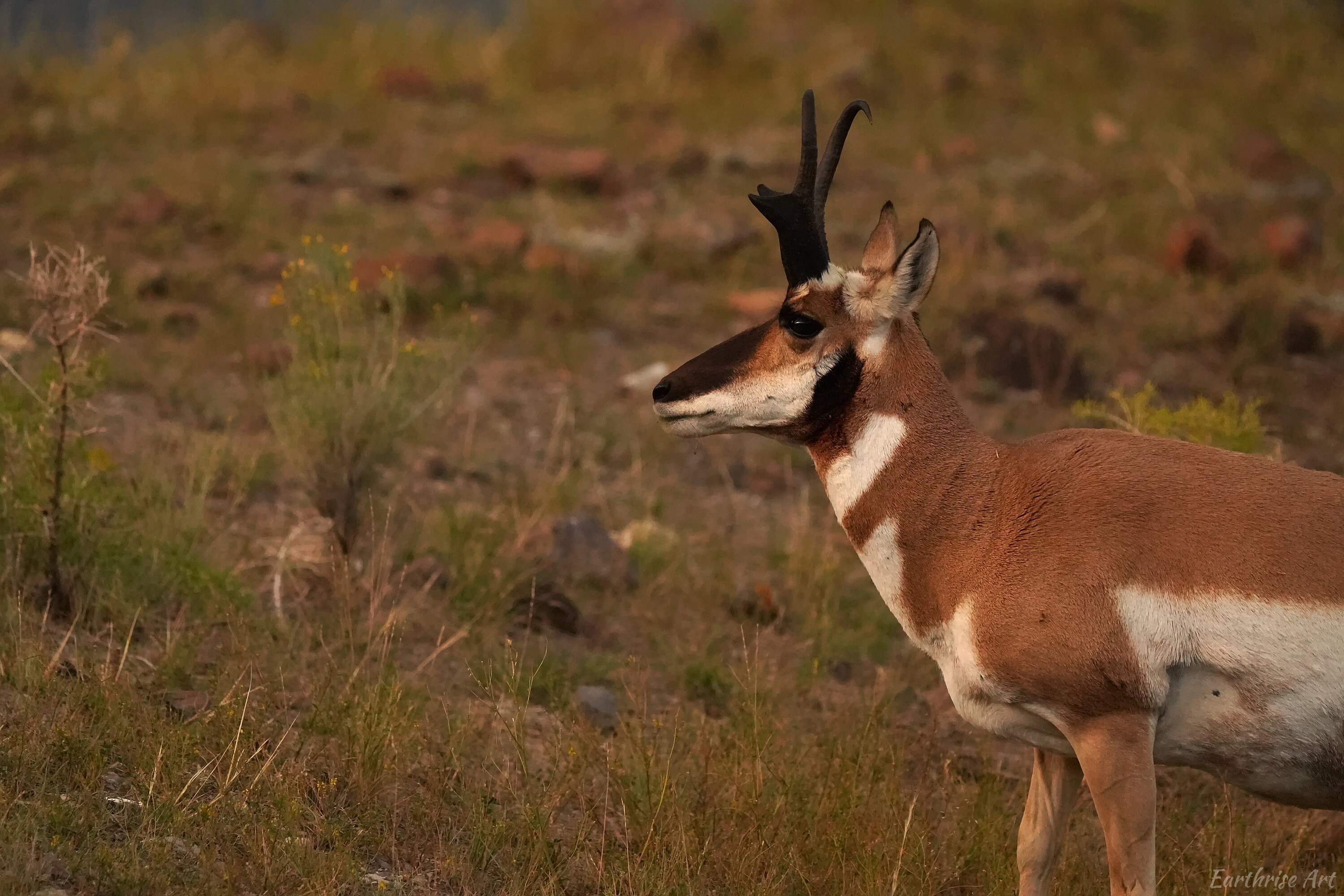 Pronghorn Antelope Photo Canvas Print - Nature Photography - Antelope ...