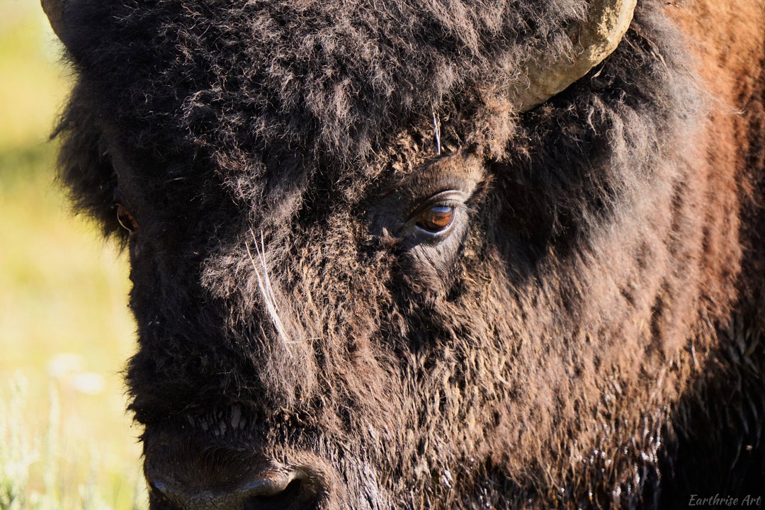 Bison Closeup Photo Poster Print - Yellowstone Photography - Bison Art ...