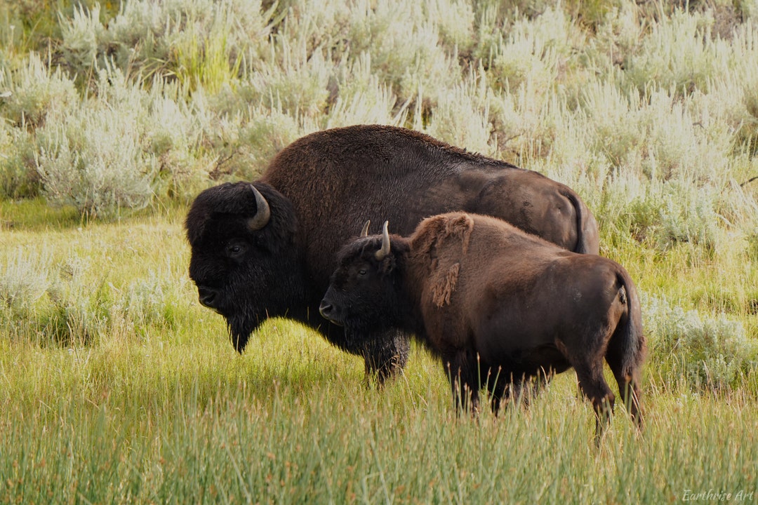 Bison Pair Photo Poster Print - Yellowstone Wildlife - Bison Art ...