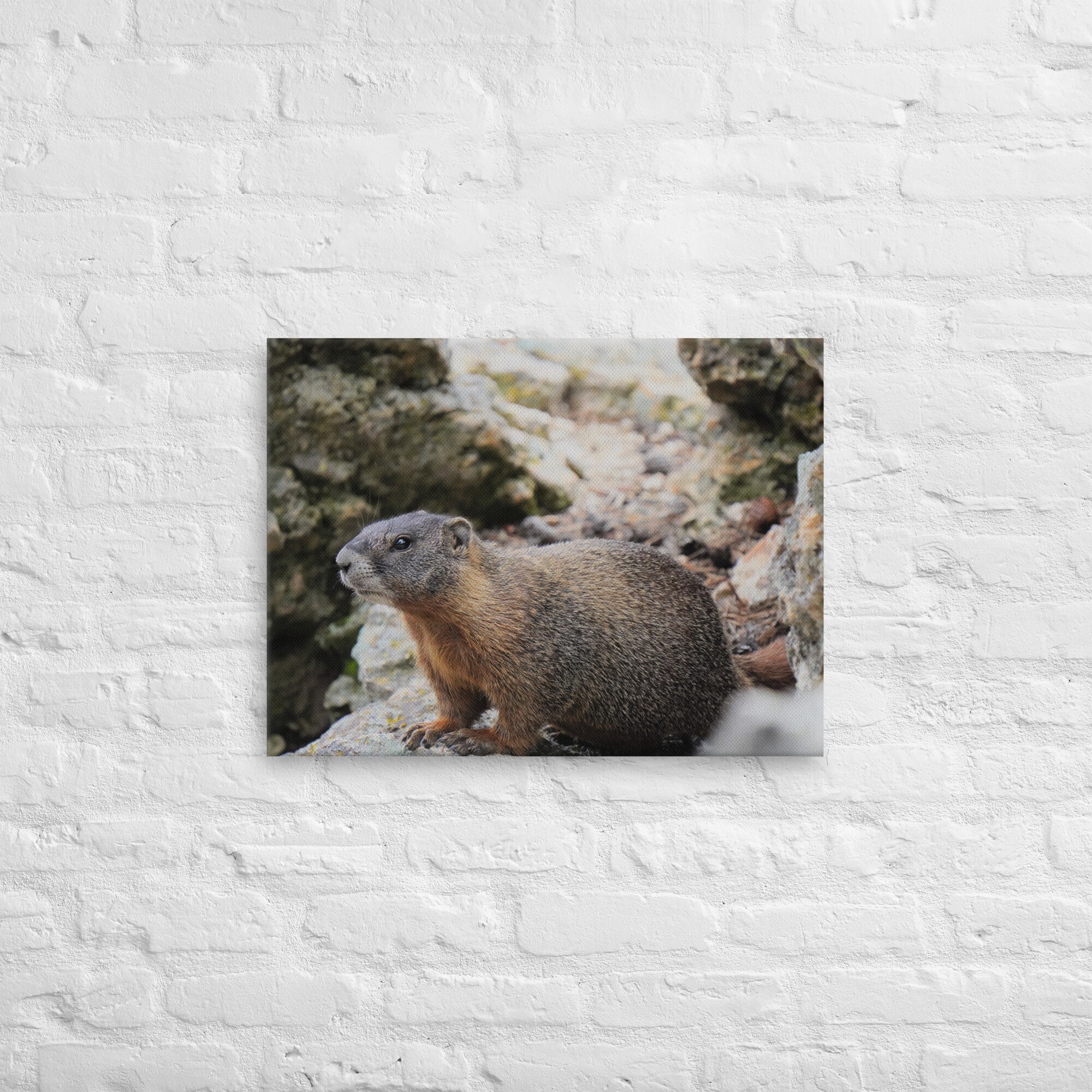 Yellow-bellied Marmot Photo Canvas Print - Nature Photography - Marmot ...