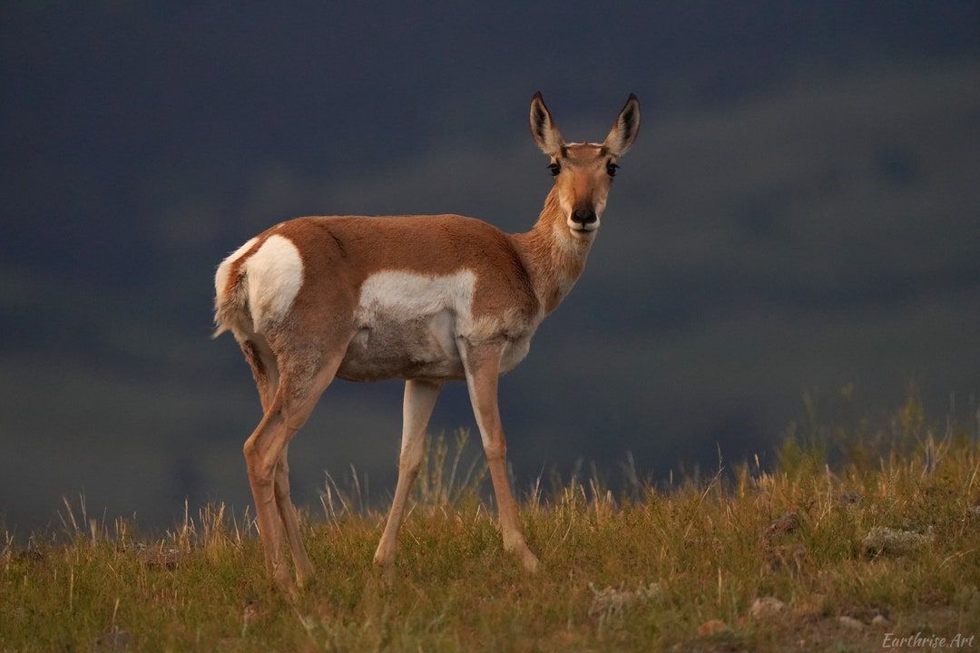 Antelope at Sunset Photo Poster Print - Yellowstone Photography ...