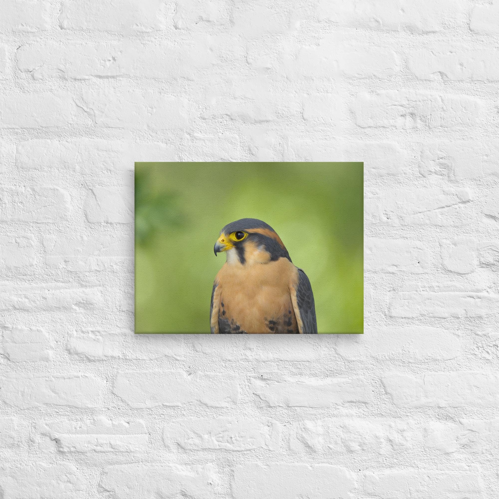 Aplomado Falcon Photo Canvas Print Nature Photography Bird of Prey Wall ...