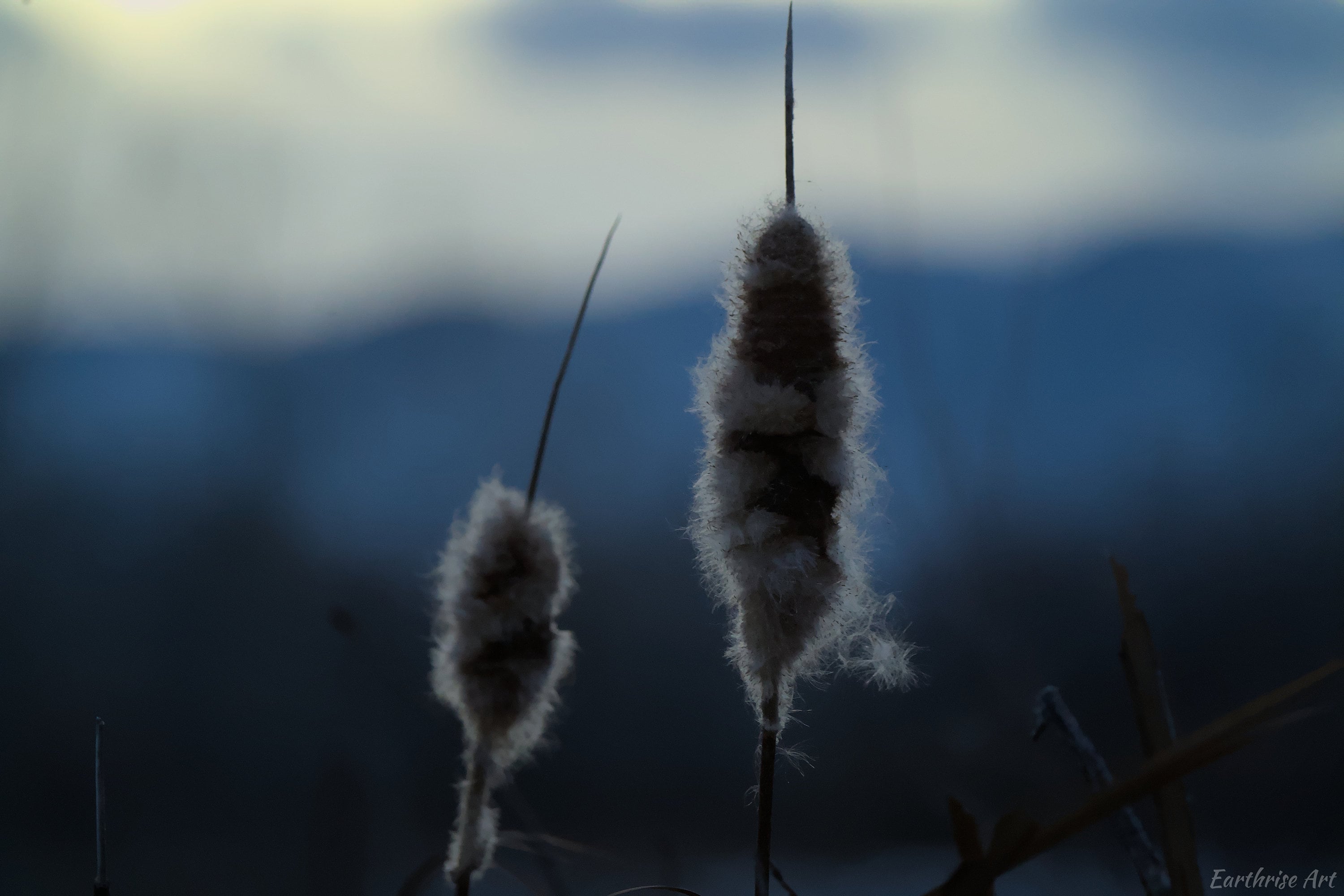Winter Cattails Photo Poster Print - Nature Photography - Snowy ...