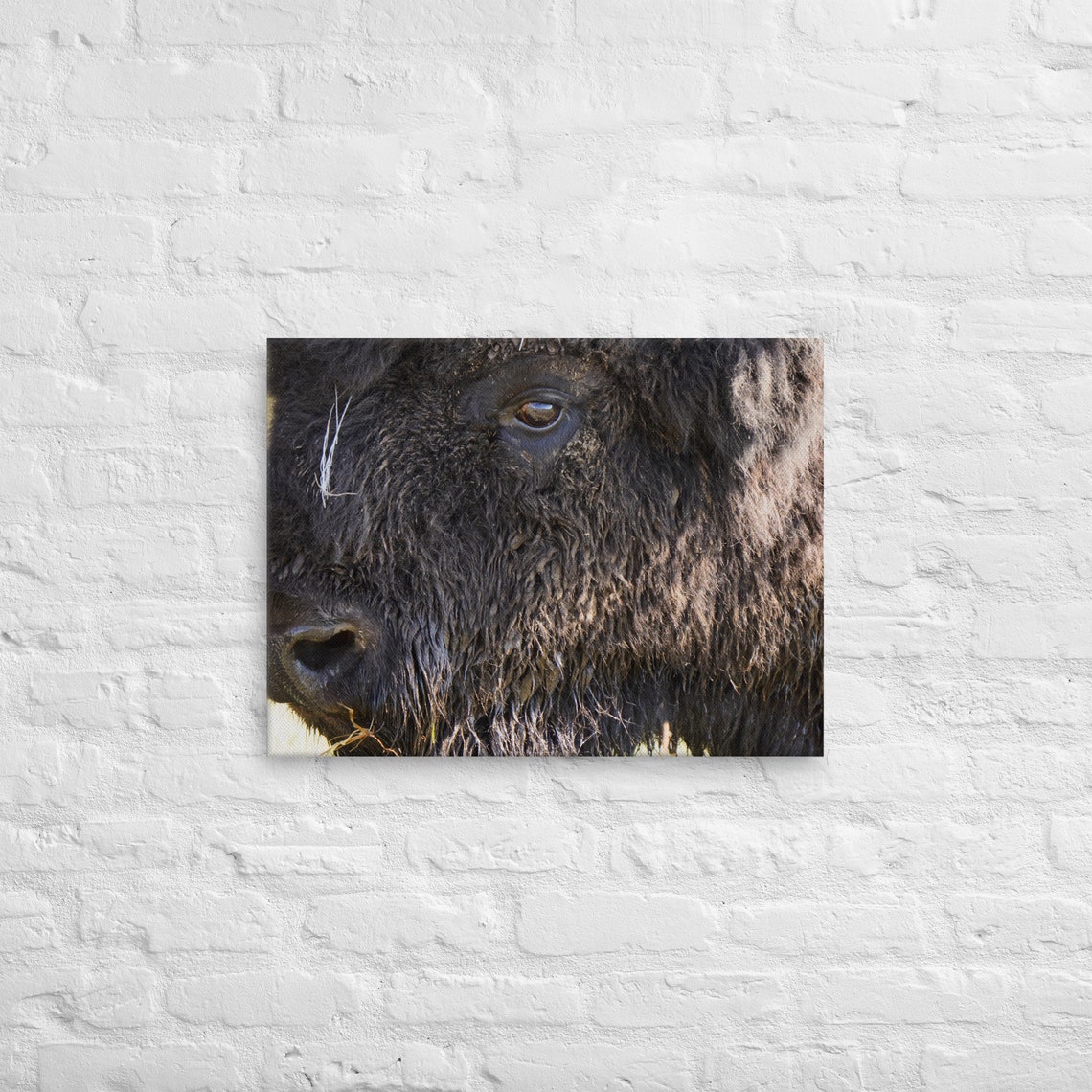 Bison Photo Canvas Print, Wildlife Photography, Yellowstone Bison ...