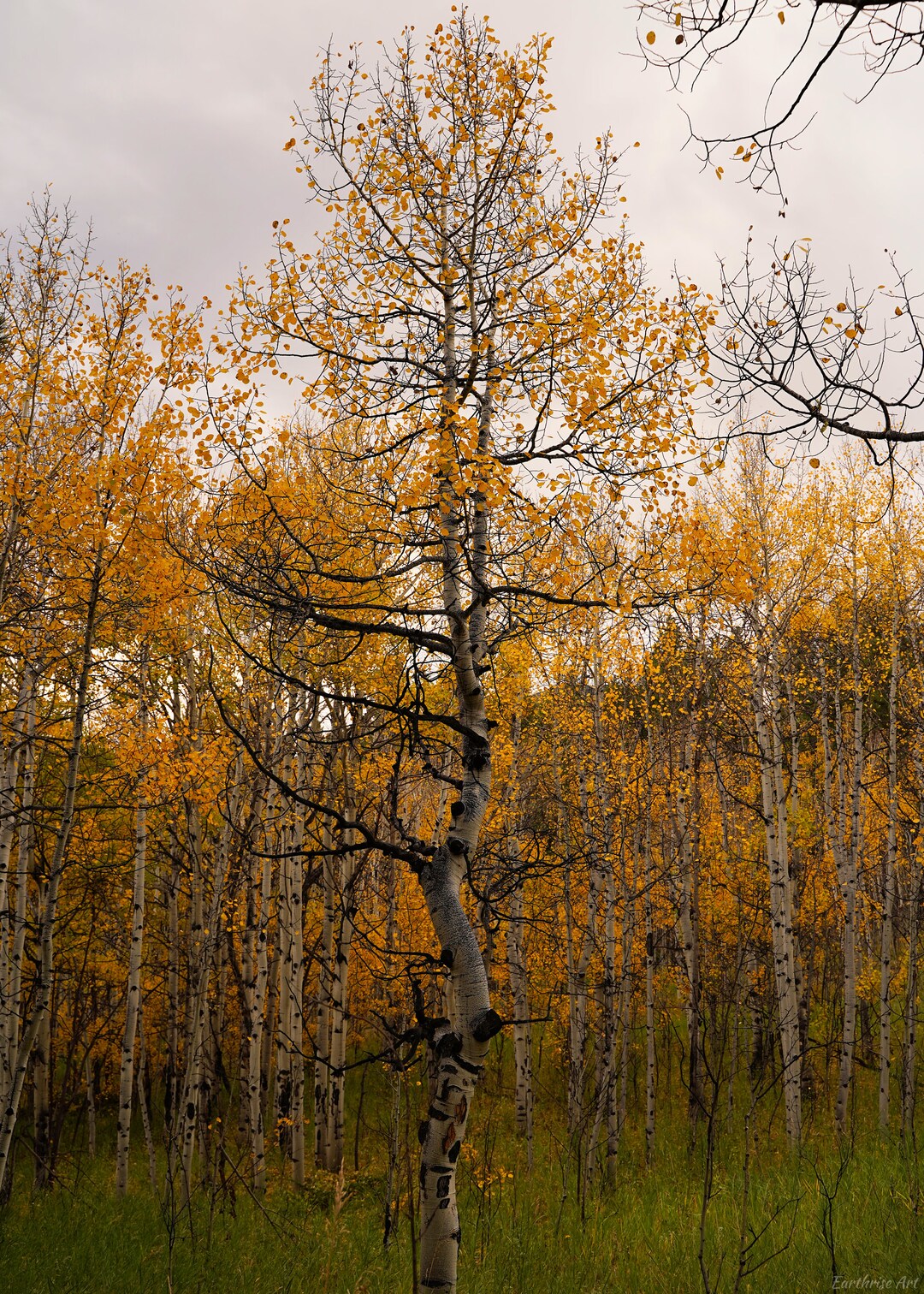 Gold Aspen Leaves - Autumn Aspen Leaves Photo Poster Print - Nature ...