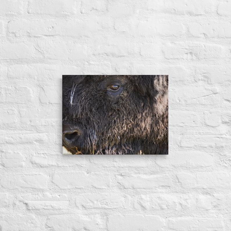 Bison Photo Canvas Print, Wildlife Photography, Yellowstone Bison ...