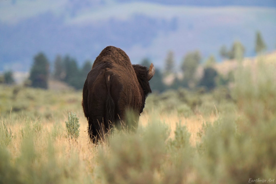 Bison Walking Away Photo Poster Print - Yellowstone Wildlife - Bison ...
