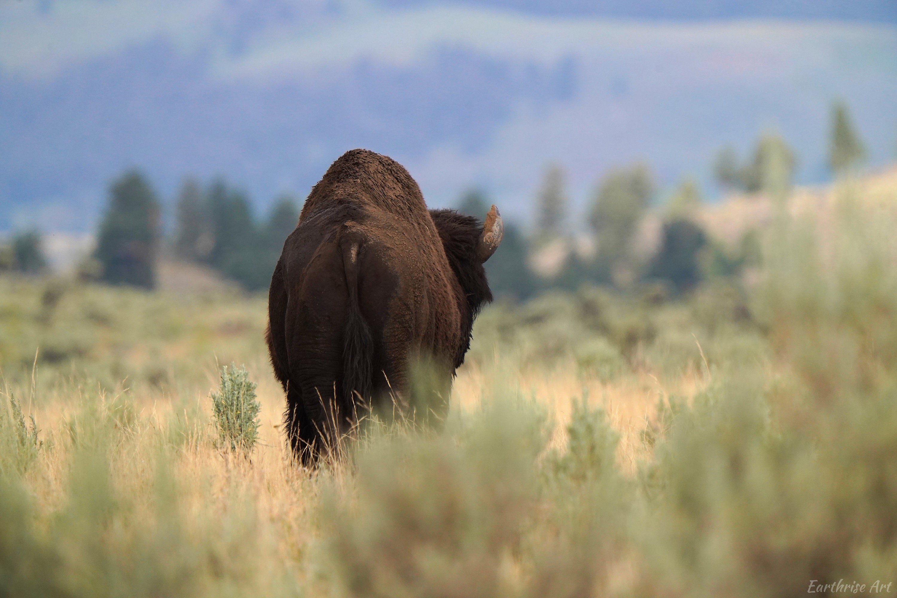 Bison Walking Away Photo Poster Print - Yellowstone Wildlife - Bison ...