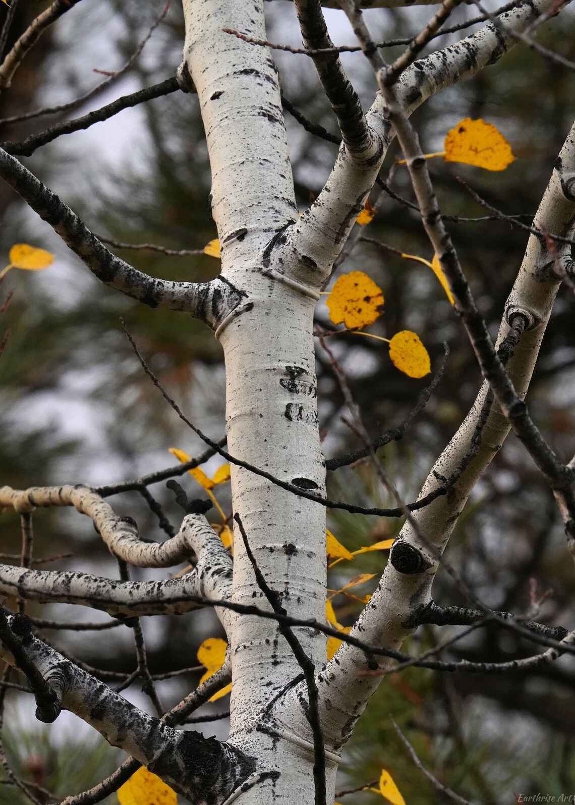 Aspen Tree - Pine - Autumn Aspen Leaves Photo Poster Print - Nature ...