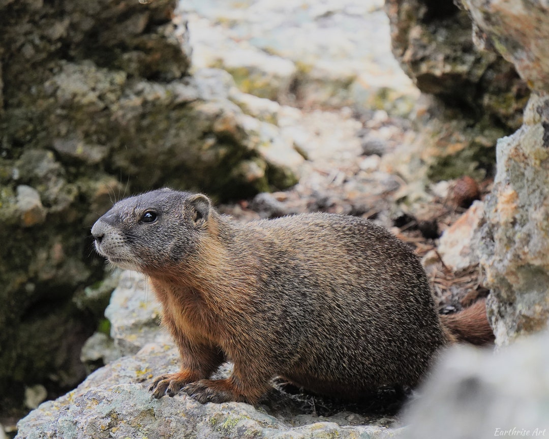 Marmot Photo Poster Print - Nature Photography - Marmot Art - Wildlife ...