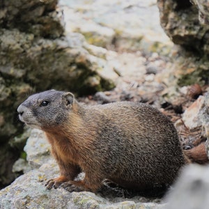 Marmot Photo Poster Print - Nature Photography - Marmot Art - Wildlife ...