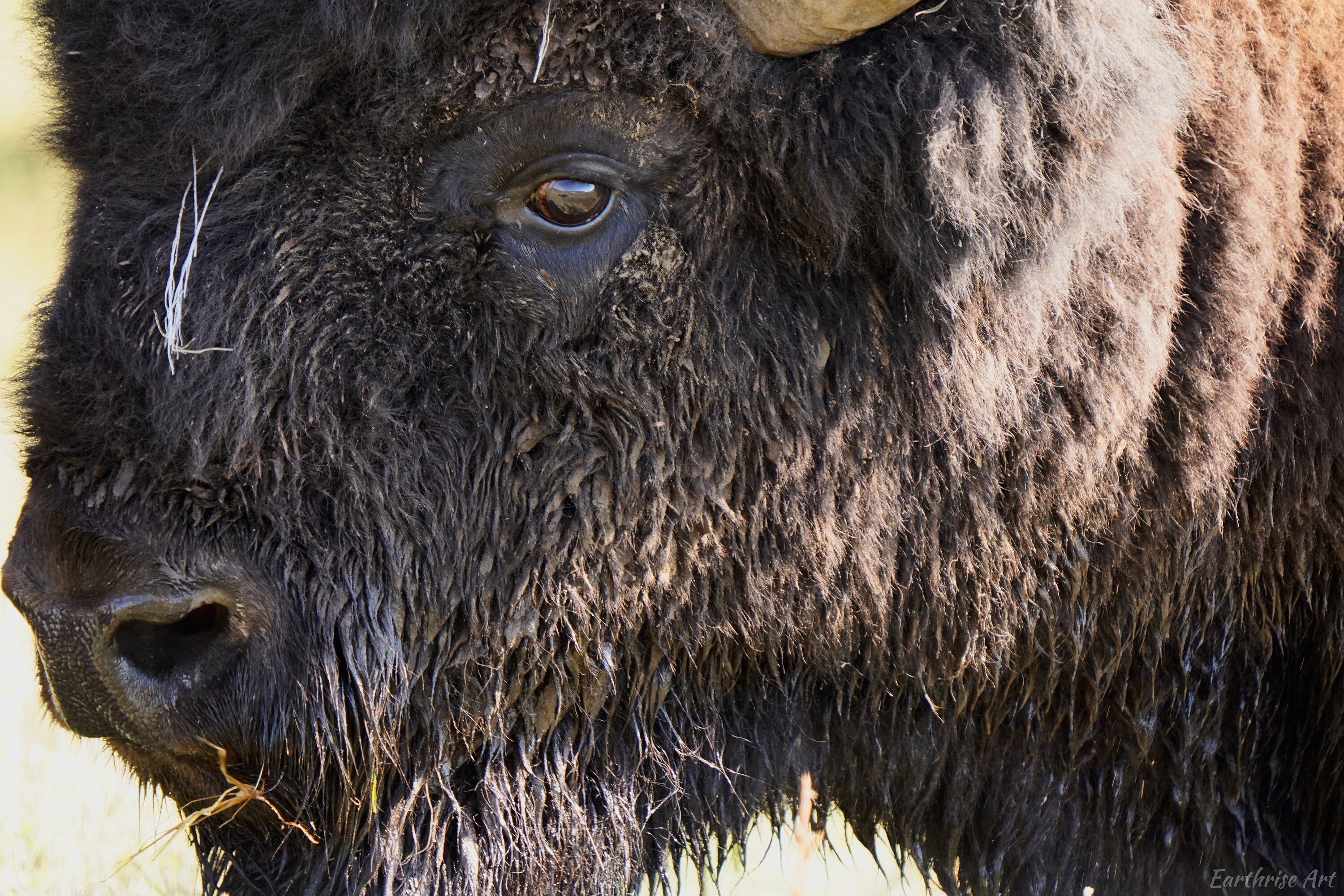 Bison Photo Canvas Print, Wildlife Photography, Yellowstone Bison ...