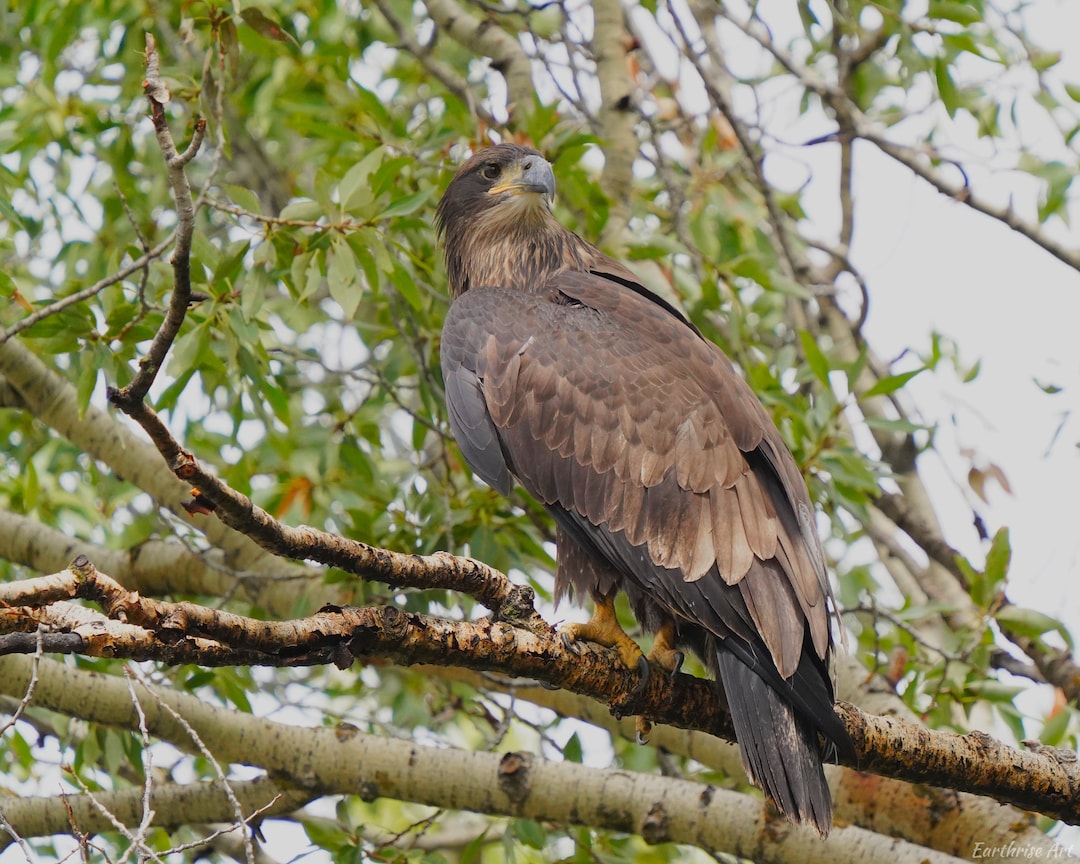 Juvenile Bald Eagle Photo Canvas Print - Nature Photography - Juvenile ...