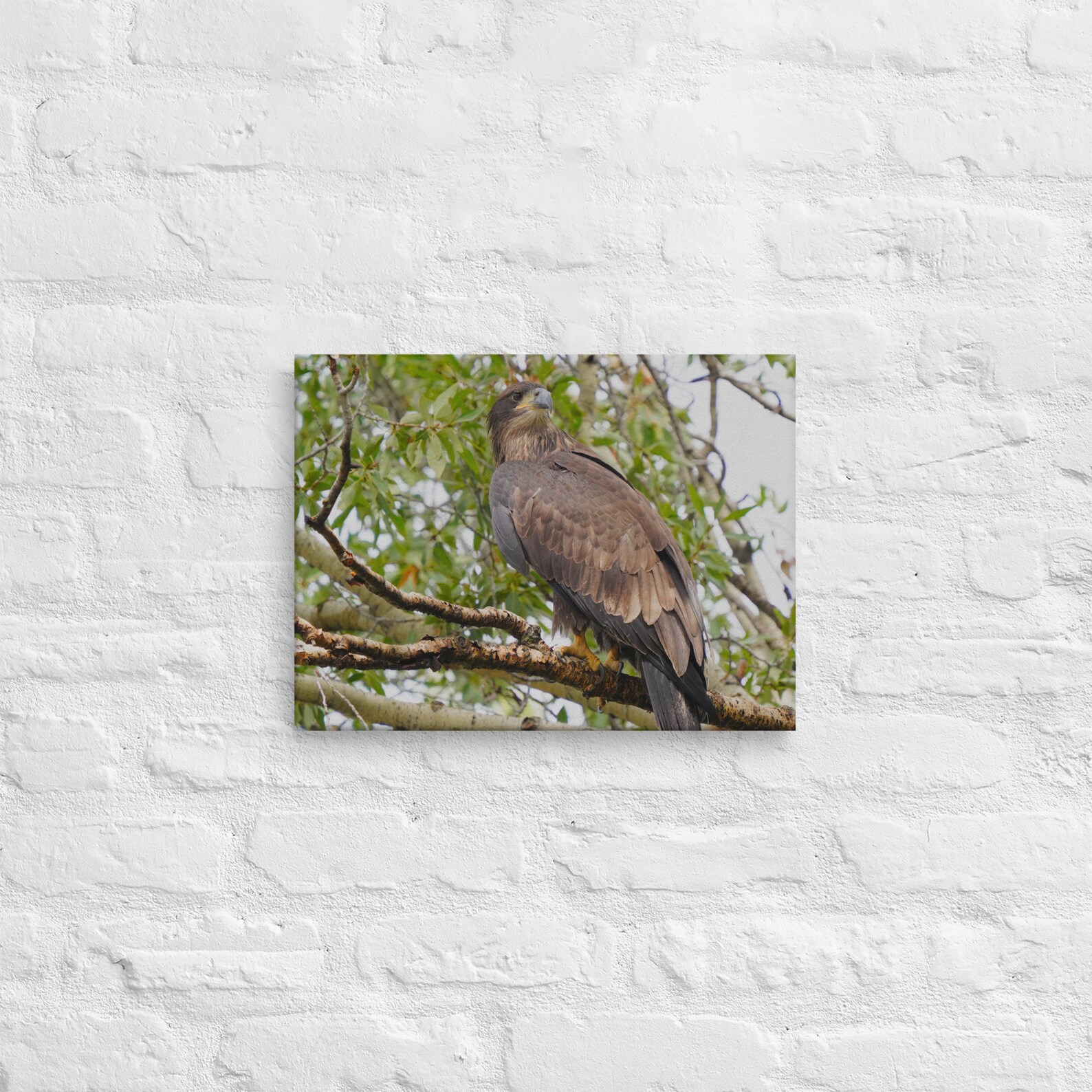 Juvenile Bald Eagle Photo Canvas Print - Nature Photography - Juvenile ...
