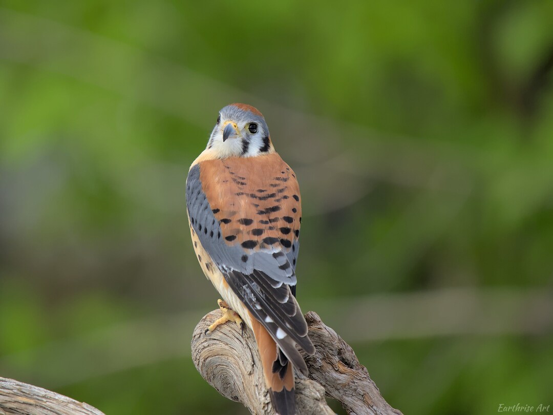 Kestrel Looking Back Photo Poster Print - Nature Photography - Bird of ...