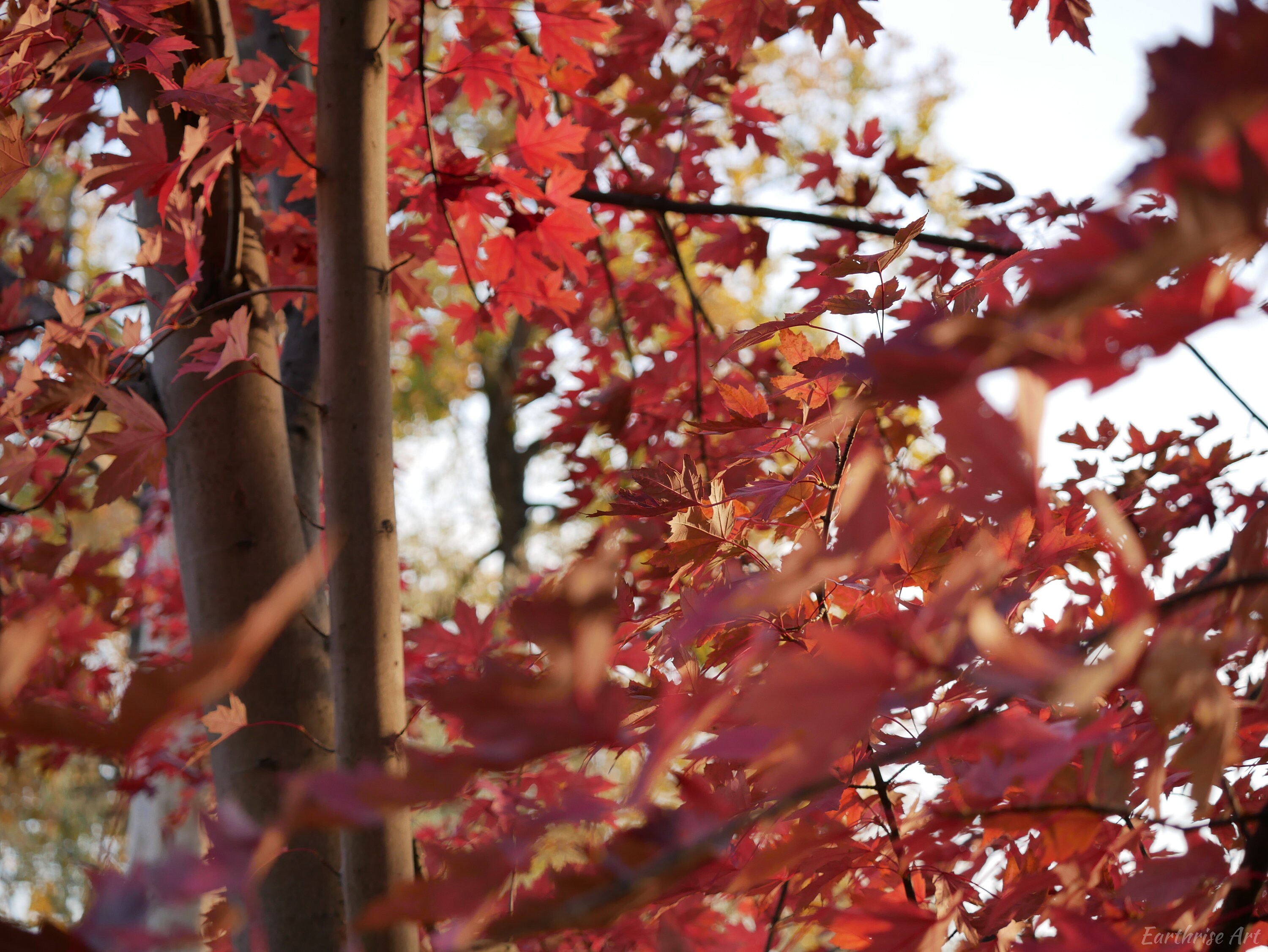 Red Autumn Maple Tree Photo Poster Print - Nature Photography - Fall ...