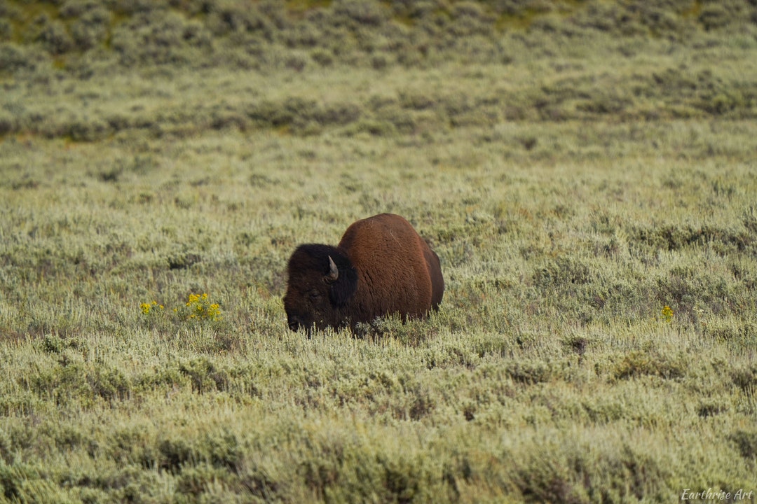 Bison in Sagebrush Photo Poster Print - Yellowstone Wildlife ...