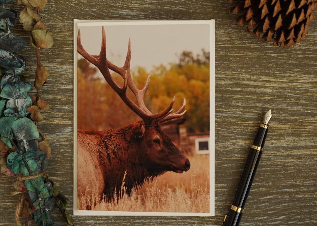 Bull Elk Greeting Card - Nature Photography - Elk Art - Wildlife ...