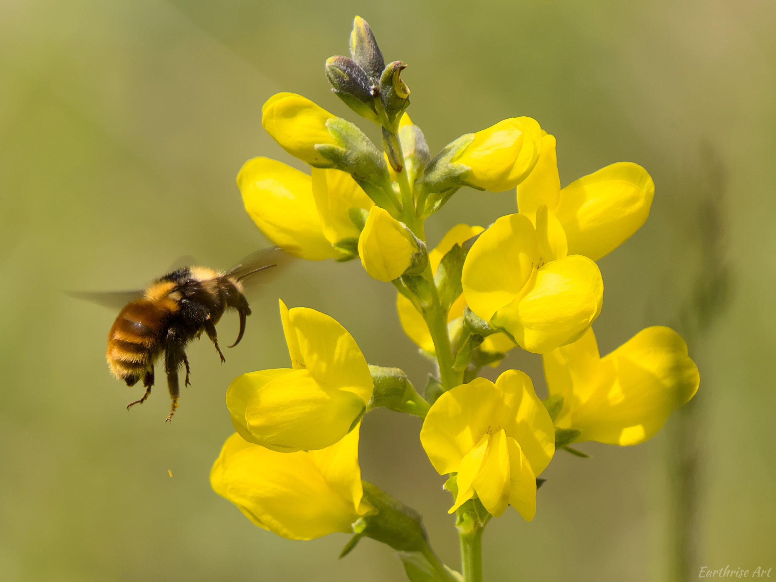 Bee at Golden Banner Flower Photo Poster Print - Nature Photography ...