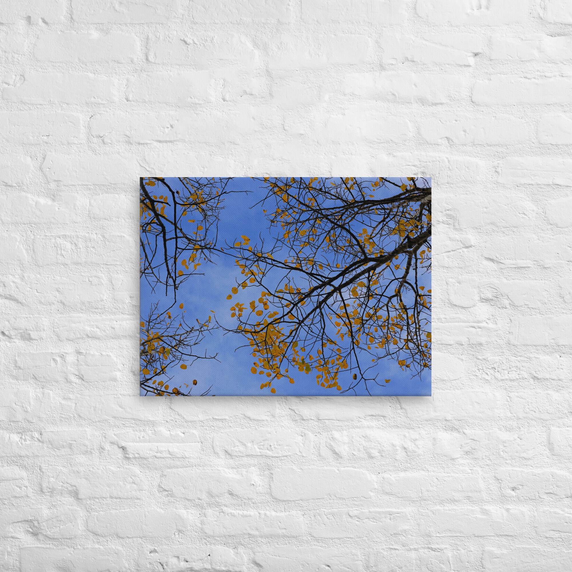 Aspen Leaves and Blue Sky - Autumn Aspen Leaves Canvas Print - Nature ...