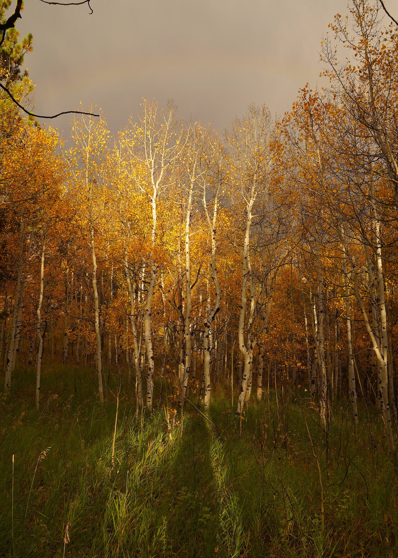 Gold Aspen Leaves - Rainstorm - Rainbow - Autumn Aspen Leaves Photo ...