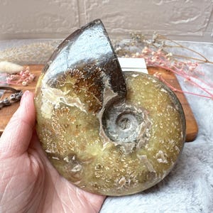 Gorgeous Ammonite Fossil | Ammonite Specimen - Etsy