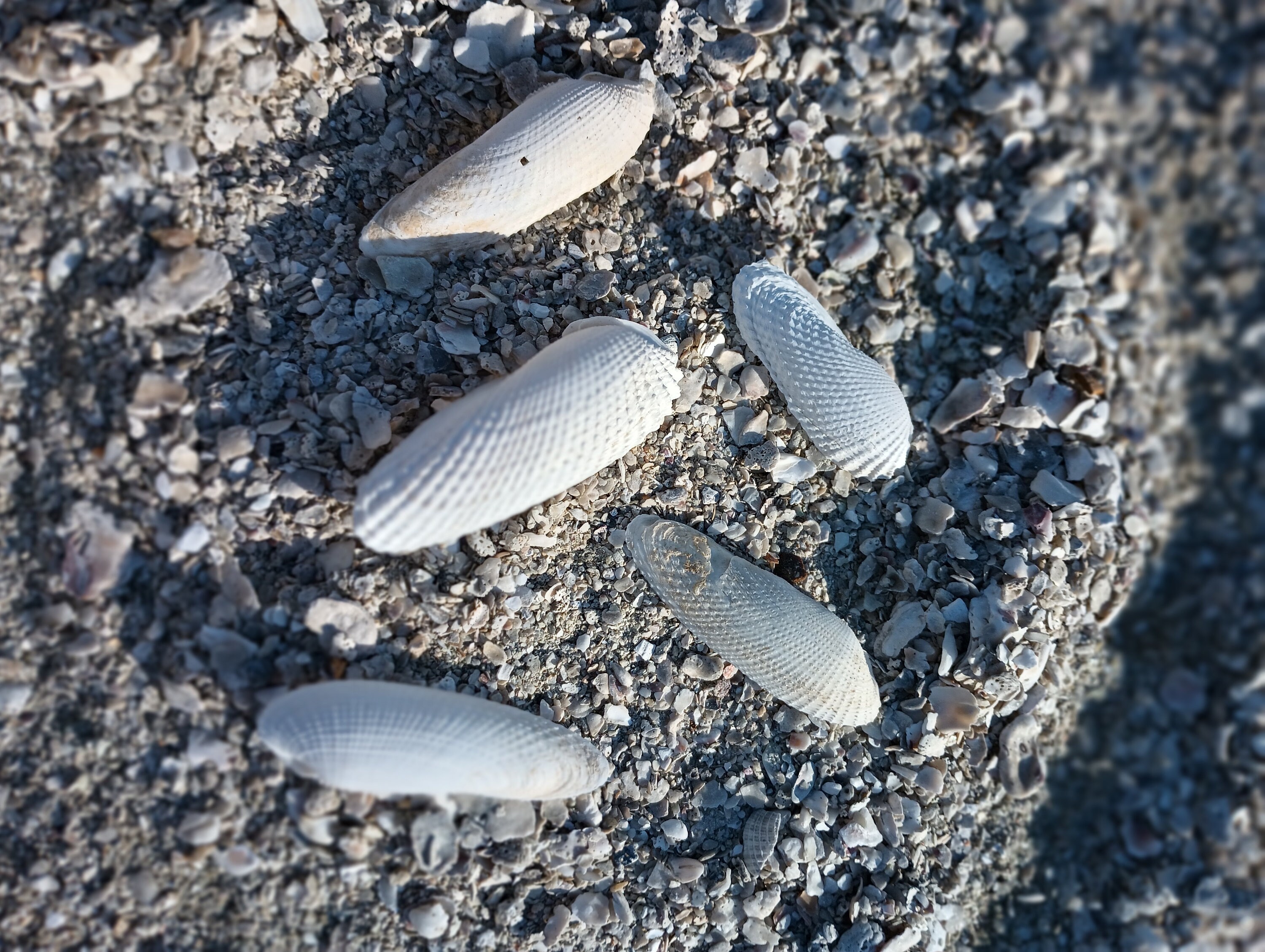Angel Wing Clam Cyrtopleura Costata Mollusc Shell Sea Ocean - Etsy