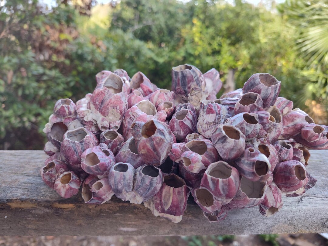 Handcrafted Barnacle Cluster Natural Sea Ocean Beach Purple Decor Table ...