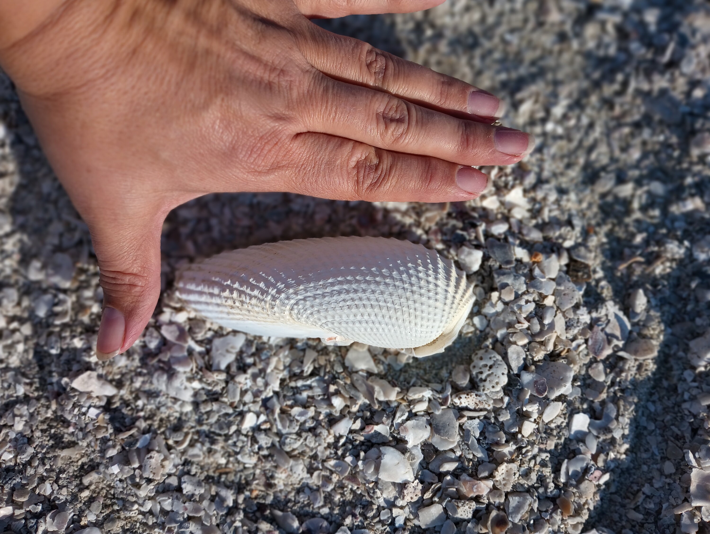 Angel Wing Clam Cyrtopleura Costata Mollusc Shell Sea Ocean - Etsy