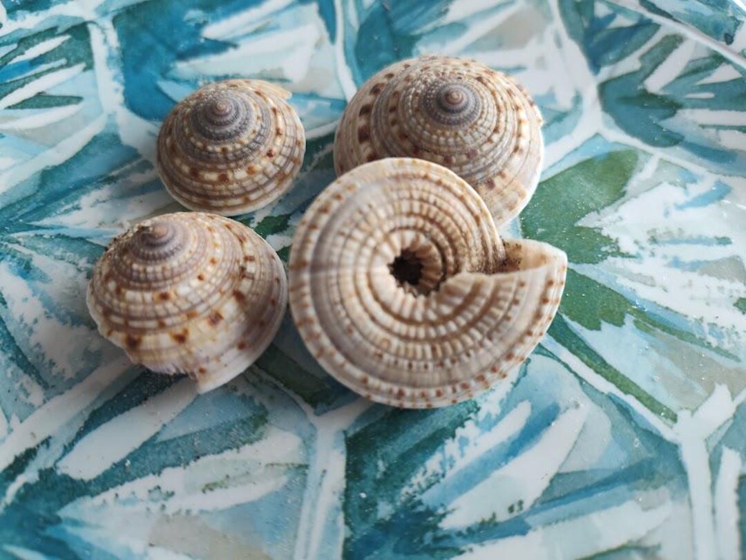 Sundial Shell Architectonica Perspectiva Natural Beach Collected Brown ...