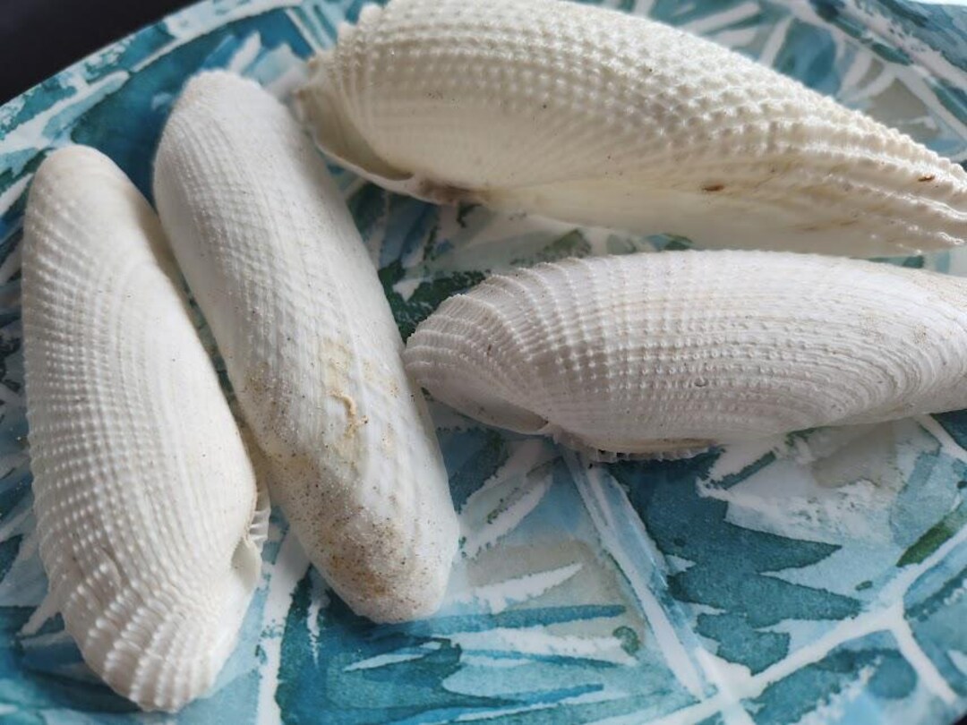 Angel Wing Shell Cyrtopleura Costata Natural Beach Collected White - Etsy