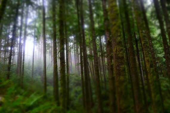 Enchanted Forest: Color Photograph | Etsy