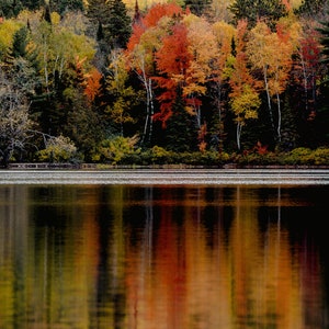 Autumn Leaves Collage Set | Photography Set of 5 | Leaves, October ...