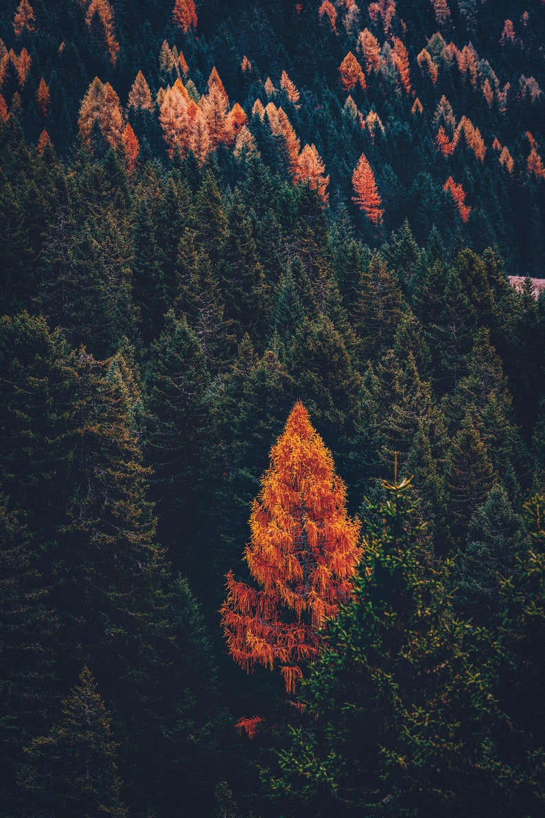 Autumn Leaves Collage Set | Photography Set of 5 | Leaves, October ...