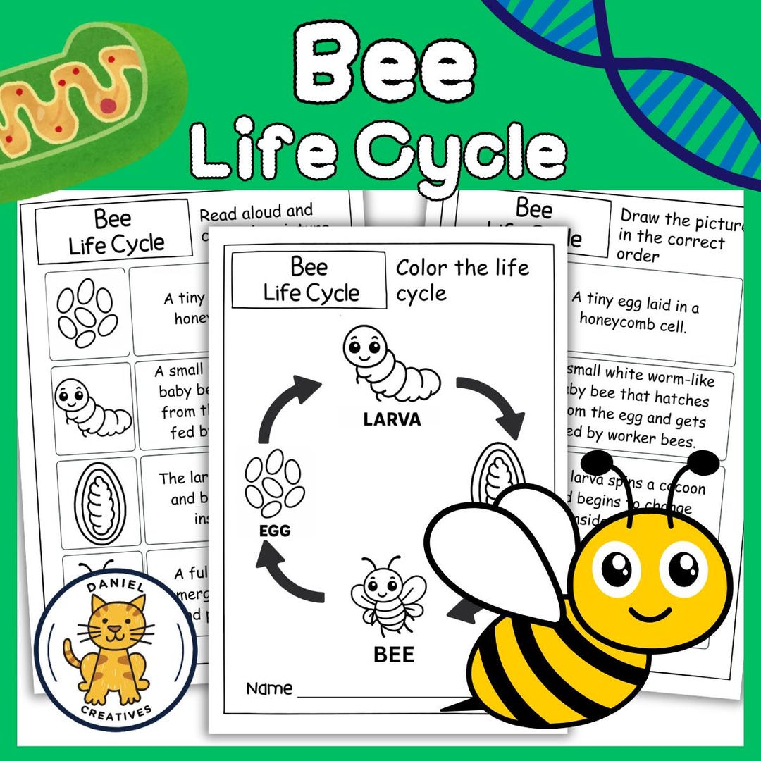 Bee Life Cycle Worksheets | Cut, Paste, Color & Read Aloud Activities ...