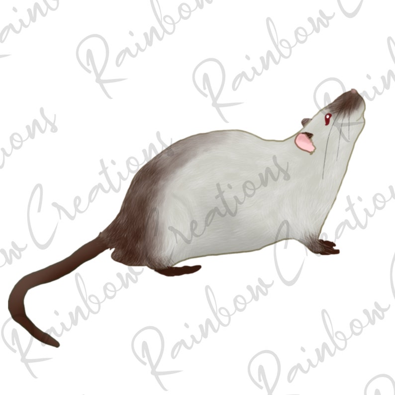 Clipart Fancy Rat, Realistic Rat Clip Art, Stickers Diy Digital ...
