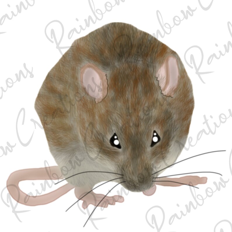 Clipart Fancy Rat, Realistic Rat Clip Art, Stickers Diy Digital ...