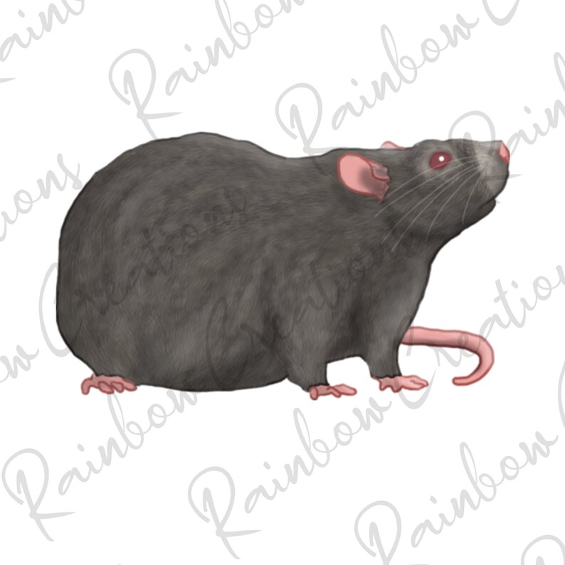 Clipart Fancy Rat, Realistic Rat Clip Art, Stickers Diy Digital ...