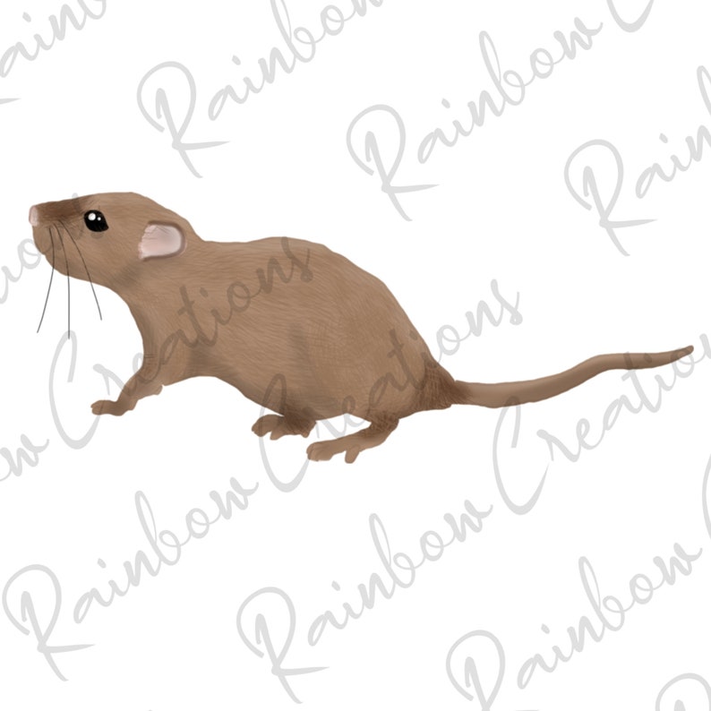 Clipart Fancy Rat, Realistic Rat Clip Art, Stickers Diy Digital ...