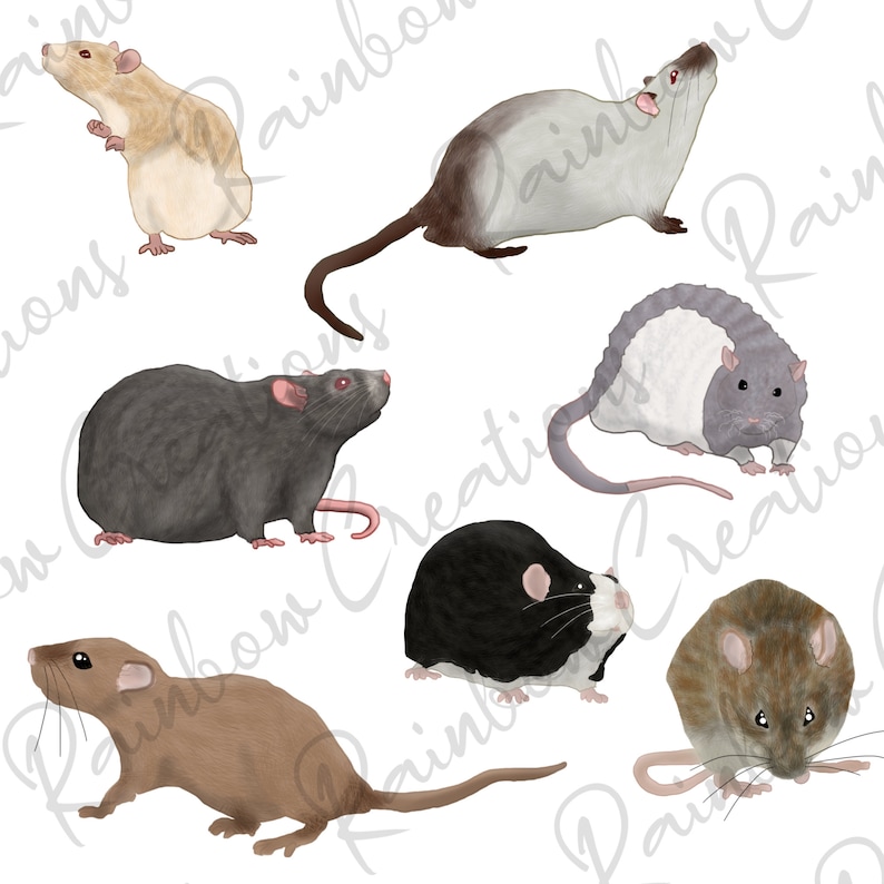 Clipart Fancy Rat, Realistic Rat Clip Art, Stickers Diy Digital ...