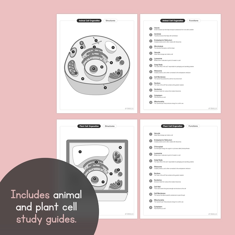 Animal and Plant Cells – organelle Structures and Functions Study ...