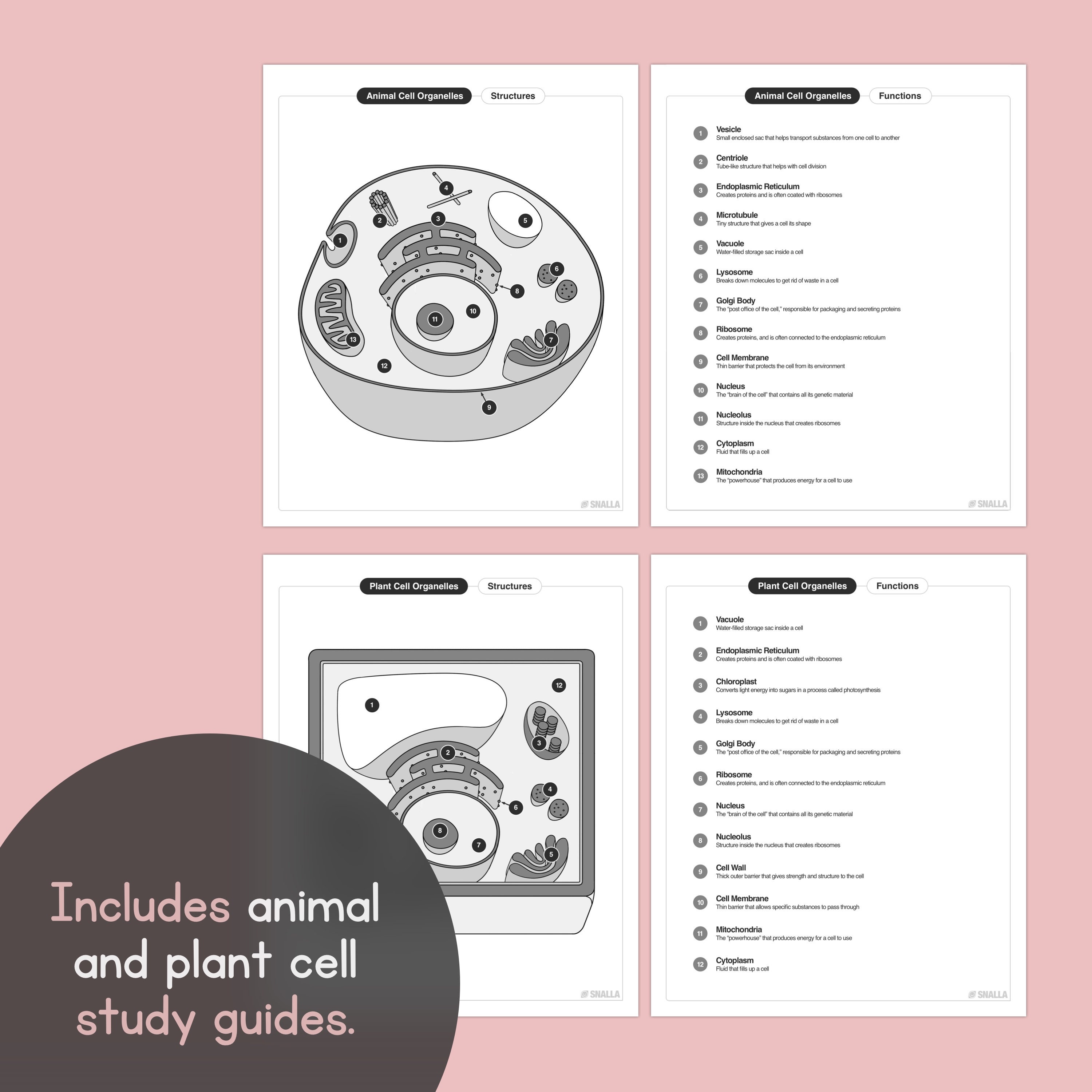 Animal and Plant Cells – organelle Structures and Functions Study ...