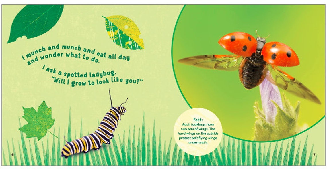 Backyard Bug Book for Kids: Insect Facts and Activities - Paperback - Etsy