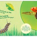 Backyard Bug Book for Kids: Insect Facts and Activities - Paperback - Etsy