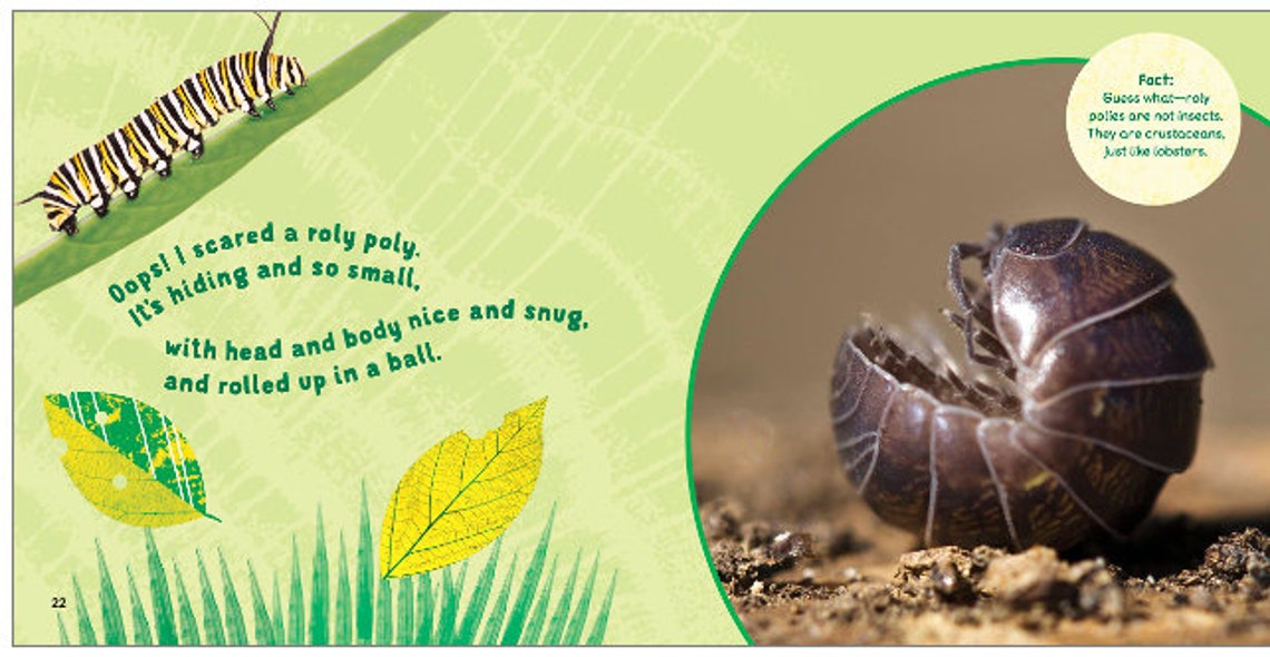 Backyard Bug Book for Kids: Insect Facts and Activities - Paperback - Etsy