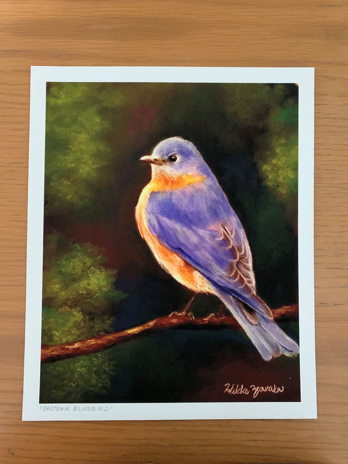 Eastern Bluebird Art Print - Etsy