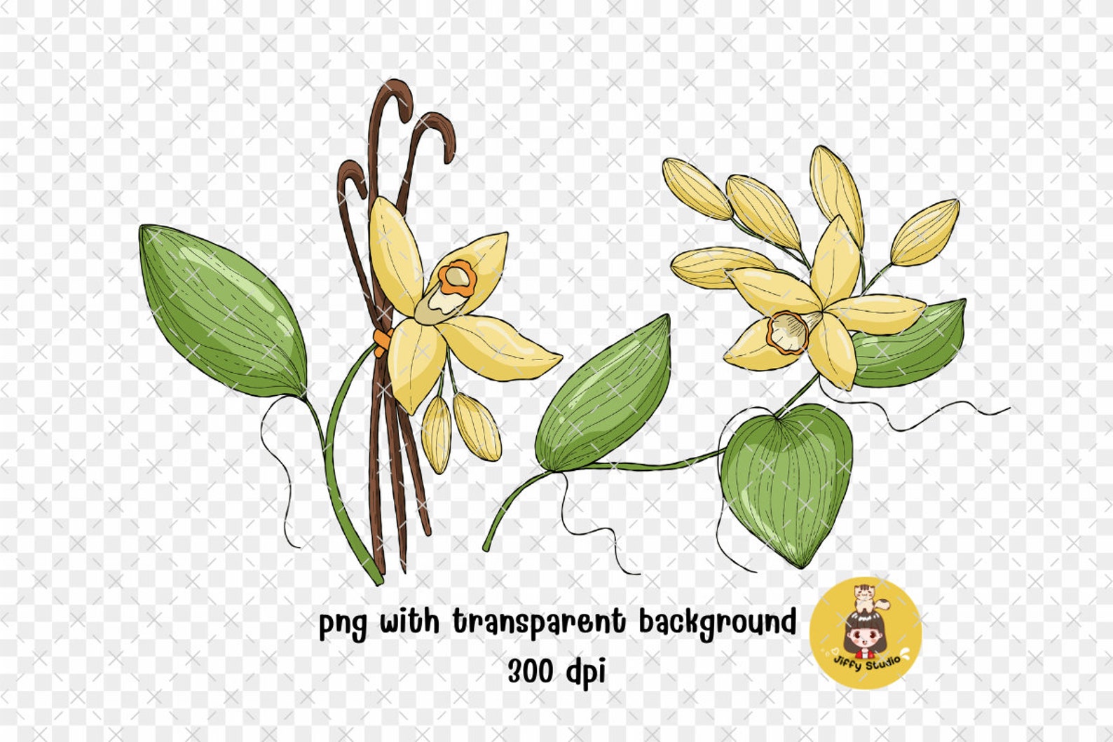 Digital Clip Art Set of Vanilla Flower Botanical. Set of Elements on an ...