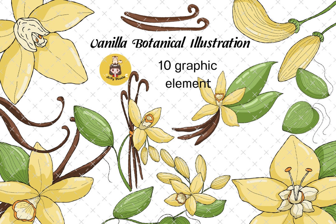 Digital Clip Art Set of Vanilla Flower Botanical. Set of - Etsy