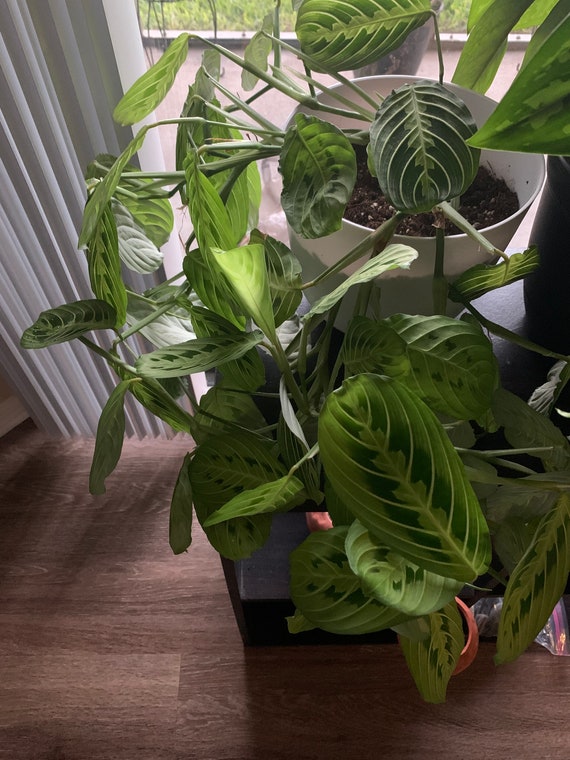 Lemon Lime Prayer Plant Clipping - Etsy